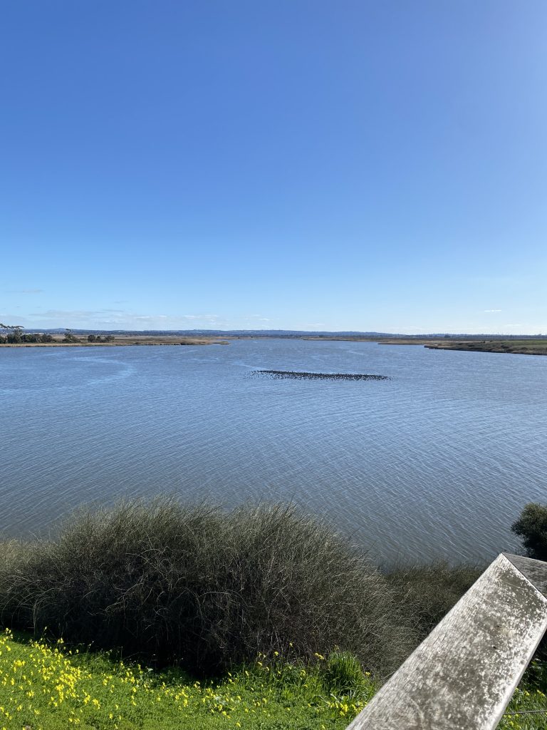 Lake Connewarre - RMCG